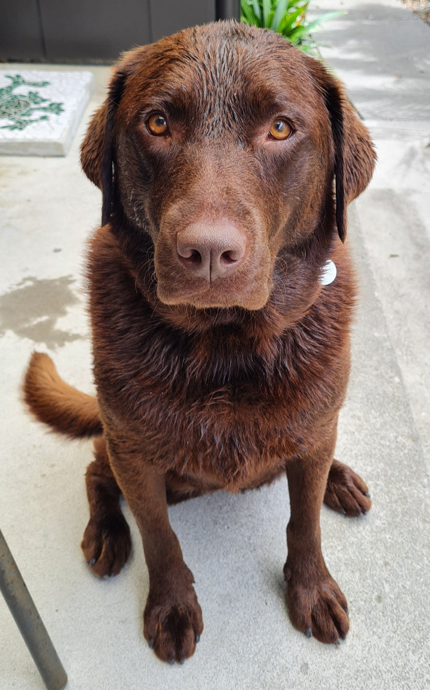 About Us – Felix 'n Fido
