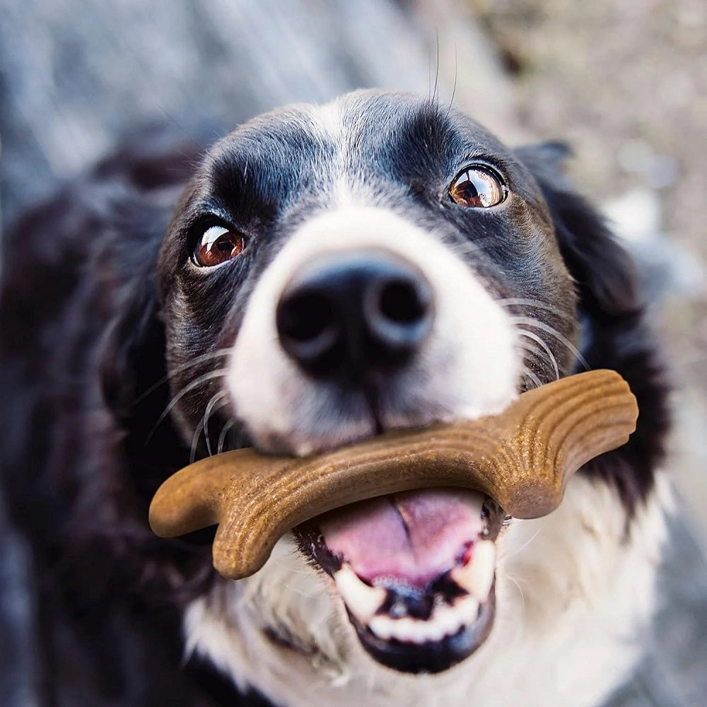 GiGwi Antler Wooden Chew – Felix 'n Fido